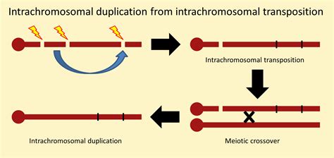 Duplication Mutation
