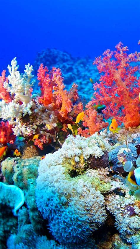 Гифка на обои Iphone Губка боб обои на Underwater Wallpaper Blue