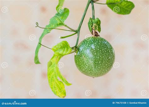 Closed Up View Of Fresh Passion Fruit It Is Good Fruit For Diet Stock