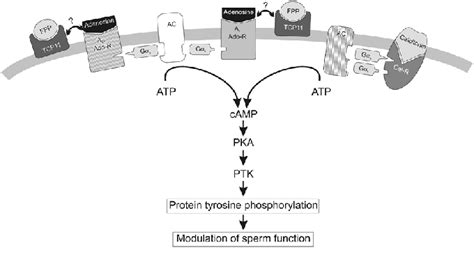 Schematic Diagram Illustrating Proposed Interactions Involving FPP