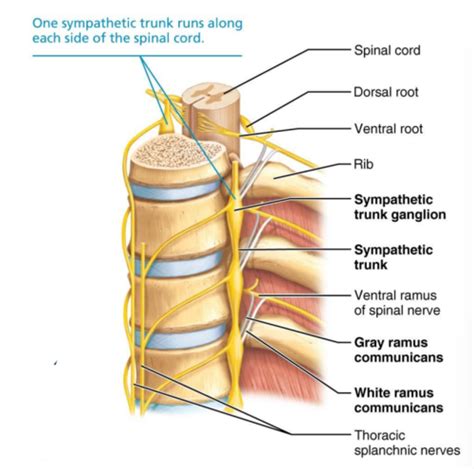 Autonomic Nervous System Ii Flashcards Quizlet