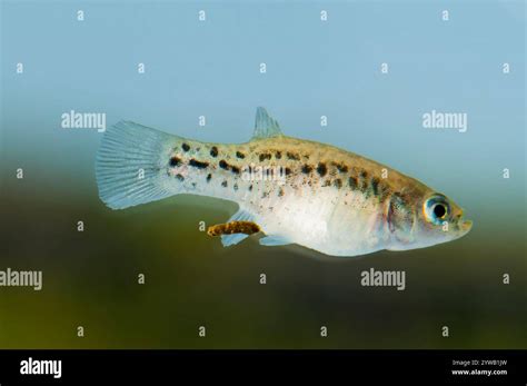 Defecating Female Of Aphanius Iberus A Mosquito Larvivorous Fish