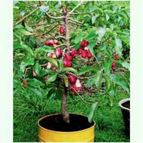 BARU DATANG Bibit Tanaman Buah Jambu Jamaika Jumbo Dersono Bol SUPER