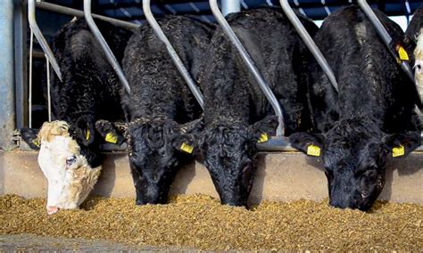 Strong Beef Kill Continues Agrilandie