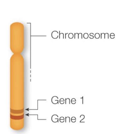 BIOL 111 Lab 10 Flashcards Quizlet