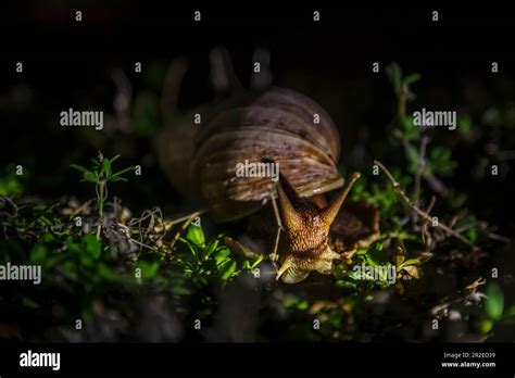 Giant African Land Snail Moving By Night Front View In The Grass In