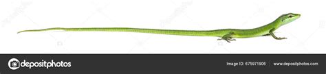 Side View Sakishima Grass Lizard Its Long Queue Takydromus Dorsalis
