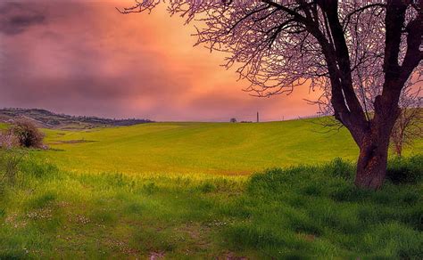 하늘 잔디 구름 나무 자연 언덕 노을 Hd 배경 화면 Wallpaperbetter