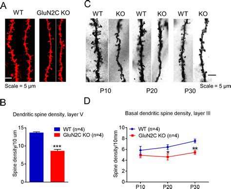 Dendritic Spine