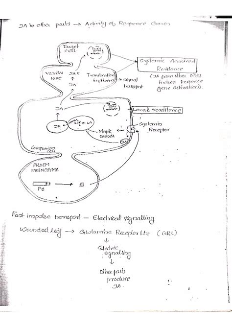 Signaling Pathways Tutorial Materials University Of California San