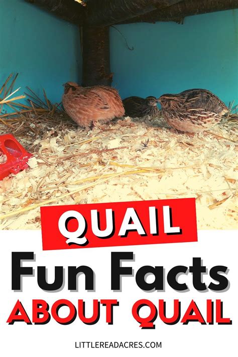 Fun Facts About Quail Artofit
