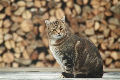 猫 家畜 动物 Pixabay上的免费照片 Pixabay