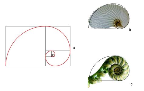 A Construction Of A Fibonacci Spiral The Fibonacci Spiral Is