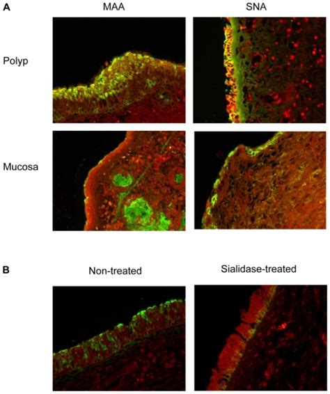 Tissue Sections Were Stained With Fitc Conjugated Lectin Maa I Left