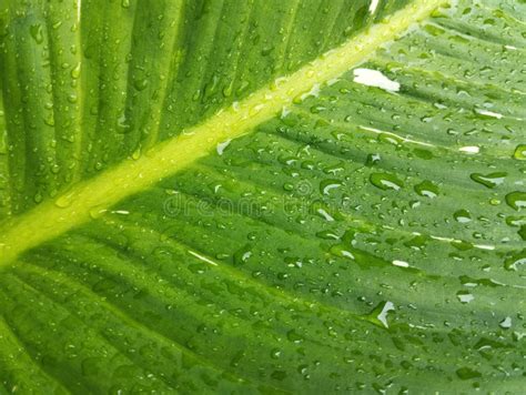 Water Drops On Green Leaf Abstrack Plant Green Surface Texture