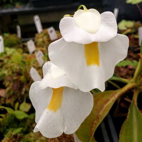 Utricularia Alpina Alpine Bladderwort Car 0396 Carnivero