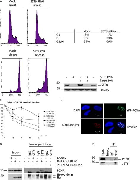 Set8 Interacts With Pcna And Is Required For Replication Fork