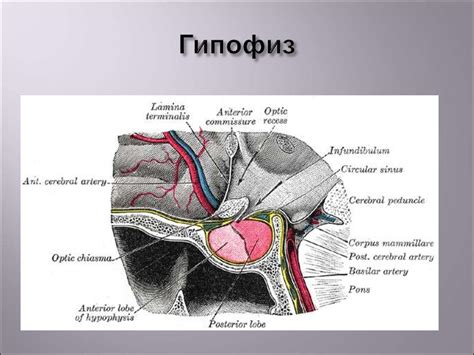 Гипофиз, гипоталамус гормондары - презентация онлайн