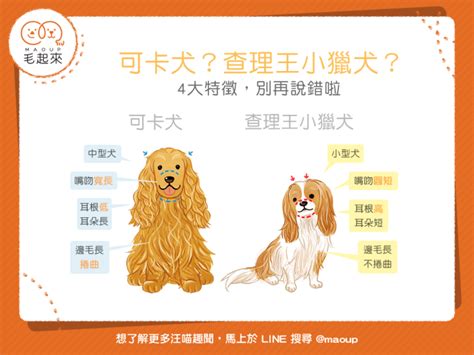 【狗狗小學堂】可卡犬？查理王小獵犬？四大特徵教你怎麼分辨！ 毛起來 Maoup
