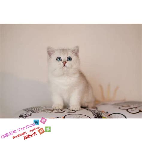 渐层猫咪图片 手机壁纸 头像 第16页 大山谷图库