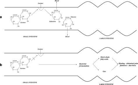 Lactose Intolerance In The Digestive System At Patricia Bartholomew Blog