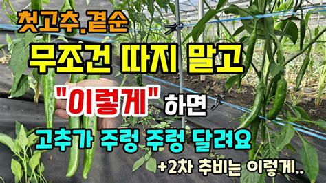 고추 다수확 하려면 방아다리 첫고추 빨리 따지 마세요 고추가 주렁주렁 달립니다 고추 2차 추비 방법 곁순제거 고추농사