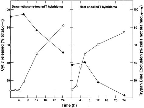 Release Of Mouse Cyt C From Apoptotic And Necrotic T Hybridoma Cells In Download Scientific