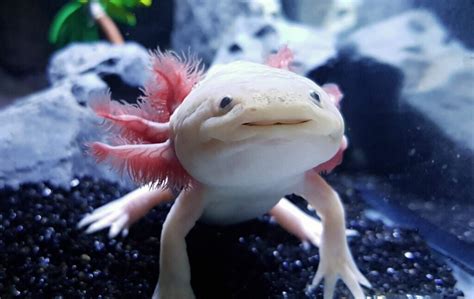 Cute Axolotl Smiling 1 Thousand Axolotl Smile Royalty Free Images