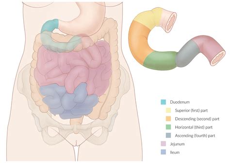 Terminal Ileum Diagram
