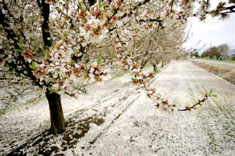 Northern California Cherry Blossom Festival Vine Vera Stores