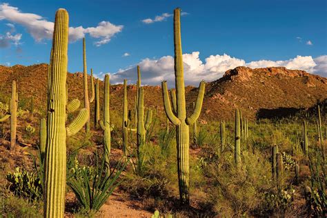 Saguaro National Park Desert Cacti Wildlife Britannica