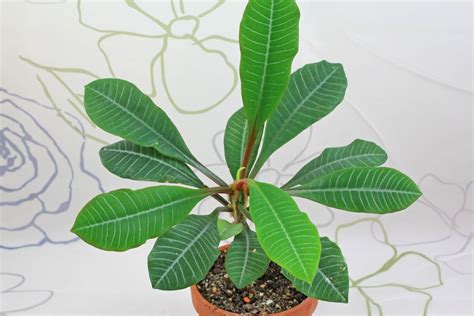 10 лучших быстрорастущих комнатных растений Список с фото — Страница 4 из 11 — Ботаничка