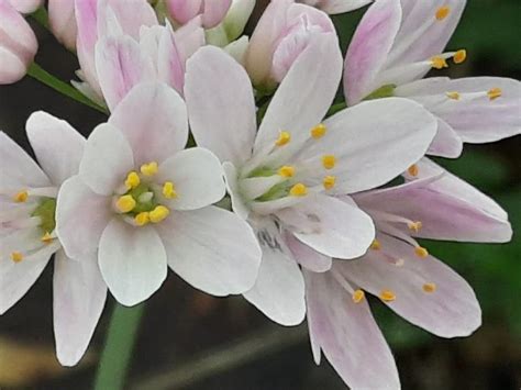 How To Grow Allium Roseum Earthone