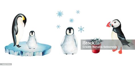 물고기로 가득 찬 빨간 양동이와 얼음 위의 킹 펭귄이 있는 수채화 퍼핀 새 현실적인 북극과 남극 해양 포유류를 손으로 그립니다 디자이너 장식 엽서 포장지 스크랩북 표지 로고