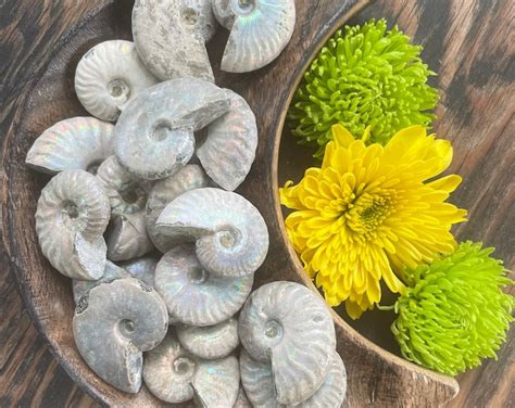Ammonite Opalized Ammonite Fossil Ammonite Fossil Qty 1 Small Etsy