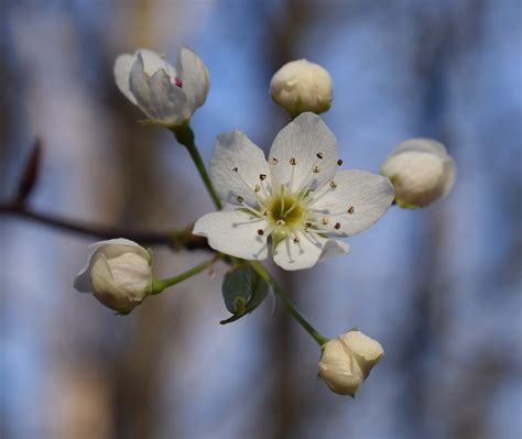 Bunga Sakura Liar Pohon Ceri Foto Gratis Di Pixabay Pixabay
