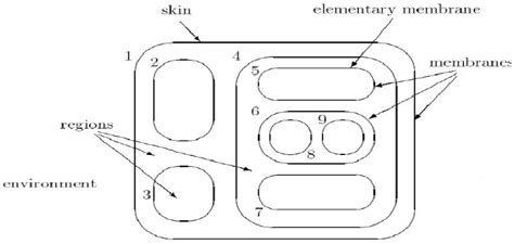 Figure 1 From A Membrane Immune Algorithm For Solving The Multiple 01 Knapsack Problem