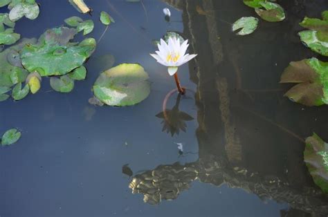 태국의 야외 정원에 있는 물 연못에 있는 흰색 노란색 연꽃이나 릴리 꽃과 Nymphaeaceae 식물 프리미엄 사진
