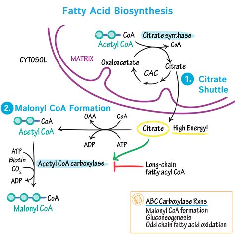 Biochemistry Glossary Fatty Acid Biosynthesis Ditki Medical