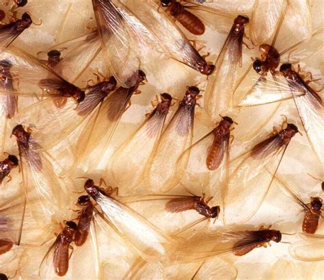 Everything To Know About Termites In Georgia