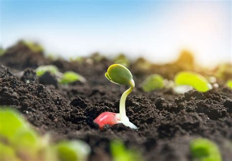 Corteva Agriscience Looking To Partner In Seed Applied Solutions Seed