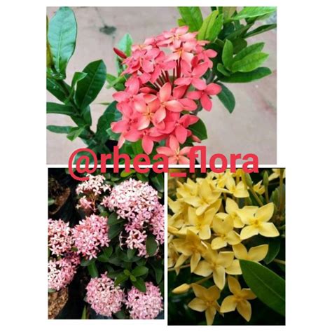 Jual Murah Paket 3 Tanaman Hias Asoka Asoka Jambon Bunga Pink