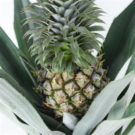 菠萝盆栽凤梨带果室内花卉植物表白神器送礼趣味水果苗好养可食用虎窝淘
