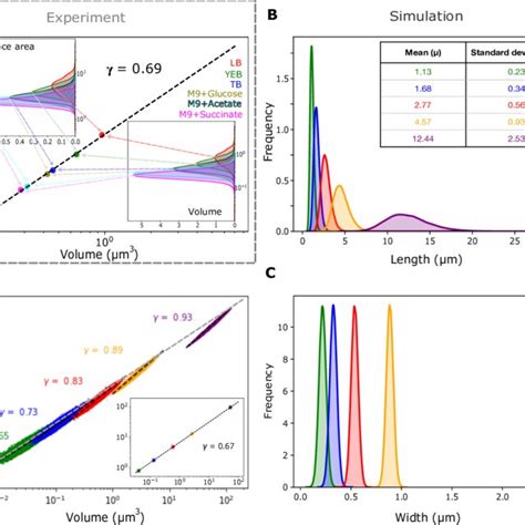The Effect Of Cell Size Population Variability And Averaging On