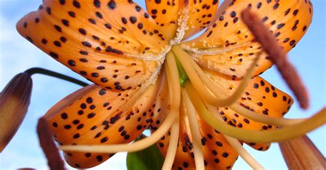 Lilium Flowers Lilium Fflower Gallery 3