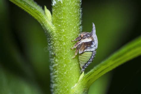 Widefooted Treehopper Nymph Enchenopa Latipes On A Flower Stem Stock Image Image Of