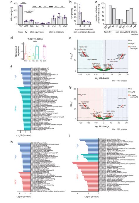 Trypanosomes Reversibly Enter A Quiescent State In The Skin That Is Download Scientific Diagram