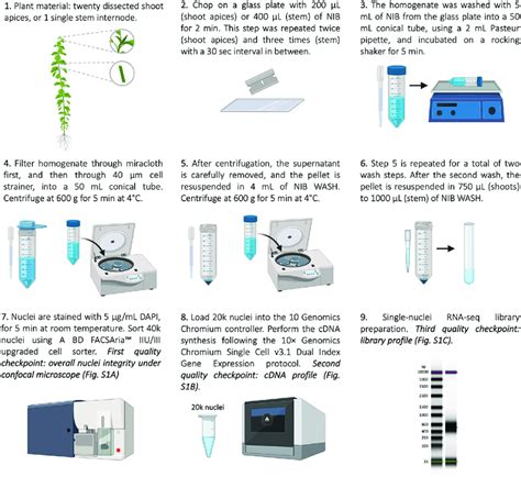 Nuclei Isolation Workflow Workflow Diagram Showing The Nuclei Download Scientific Diagram