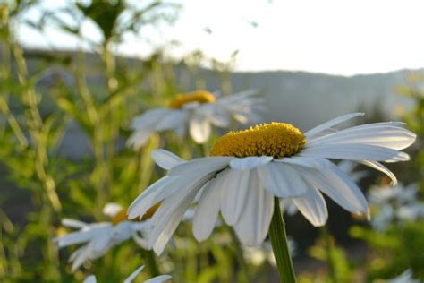 Sunset Daisies Daisy Wallpapers Hd Desktop And Mobile Backgrounds