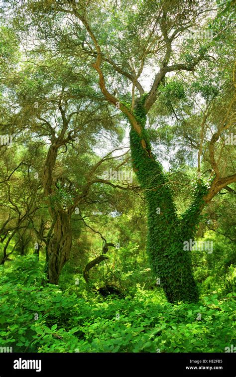 Big And Old Olive Trees Stock Photo Alamy